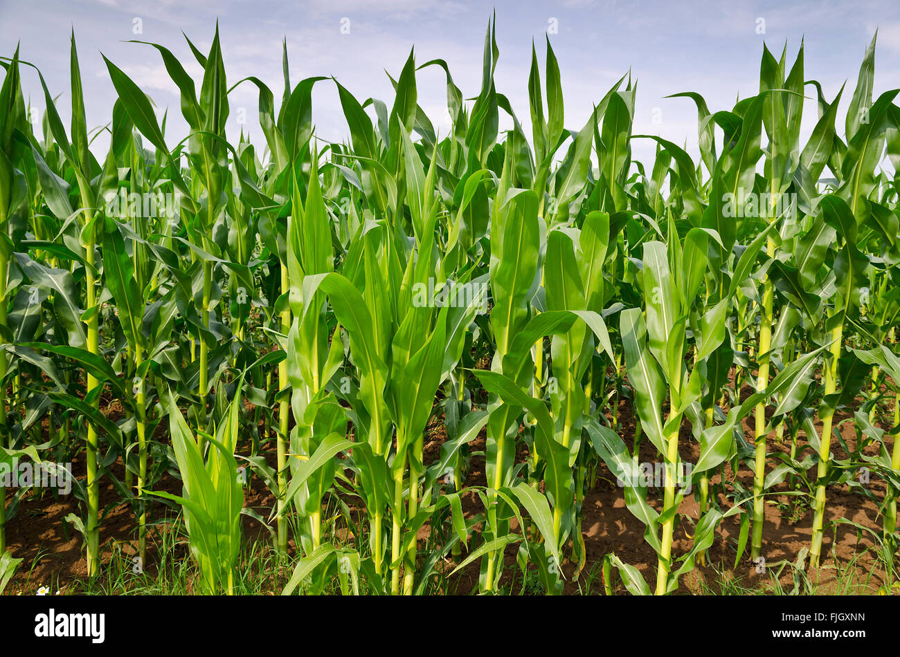 Green corn field in the eastern Bulgaria Stock Photo - Alamy