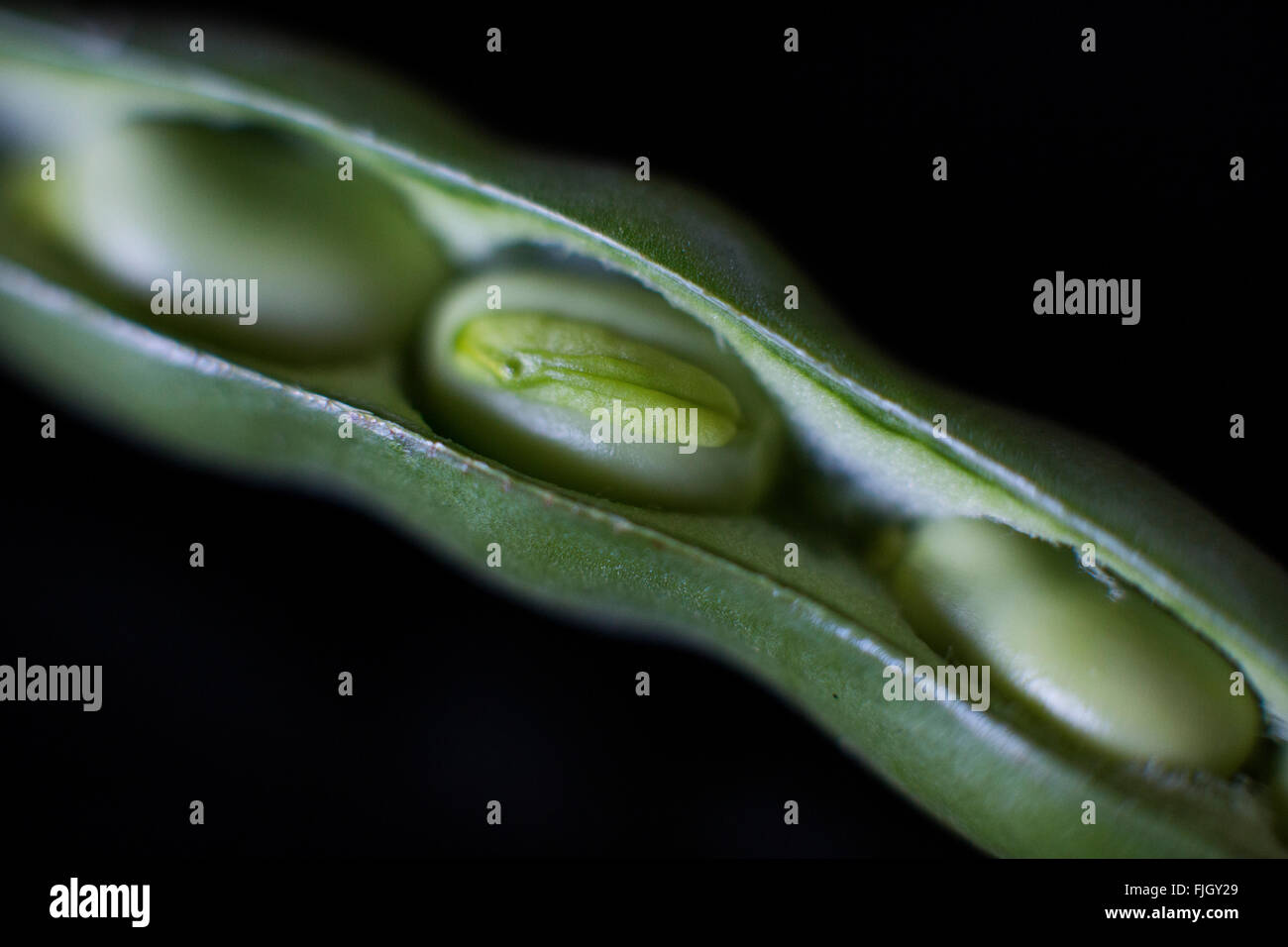Close up views of broad bean in a pod Stock Photo - Alamy