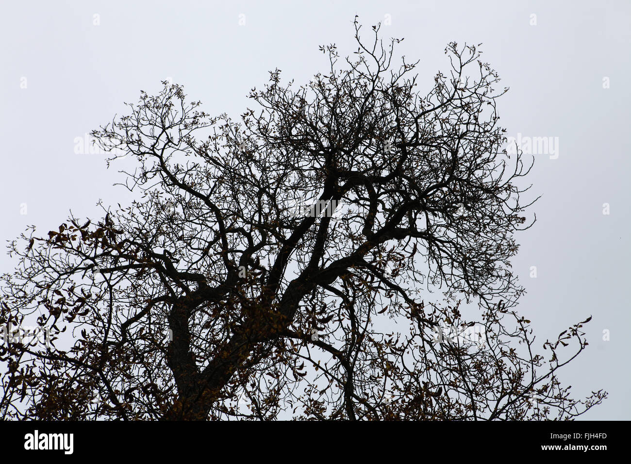 dry branches of black tree in the light sky Stock Photo - Alamy