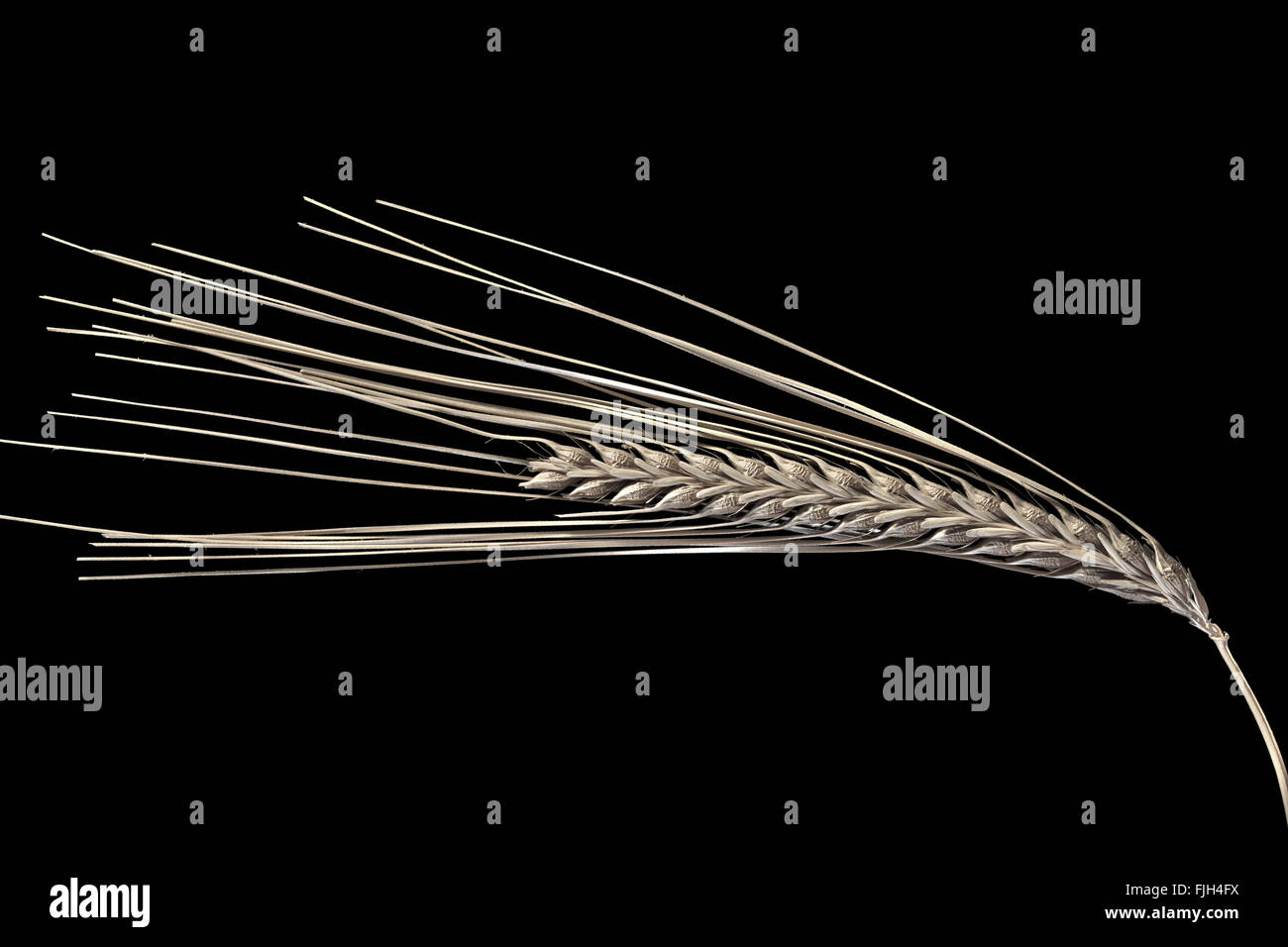 single barley spike on back background Stock Photo - Alamy
