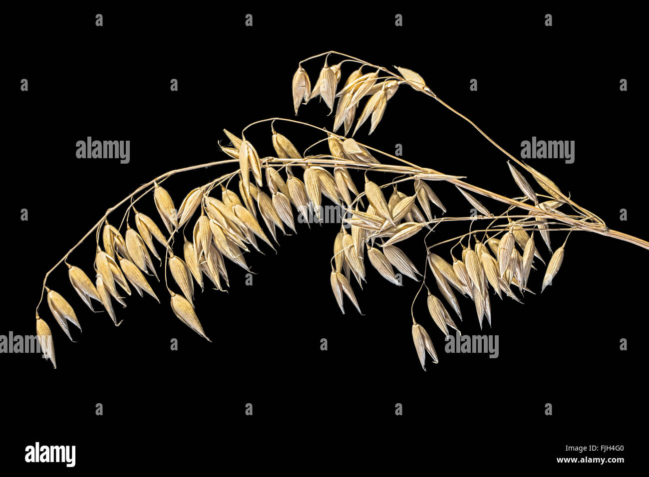 Ear head corn nature harvest summer healthy food spikelet agriculture ...
