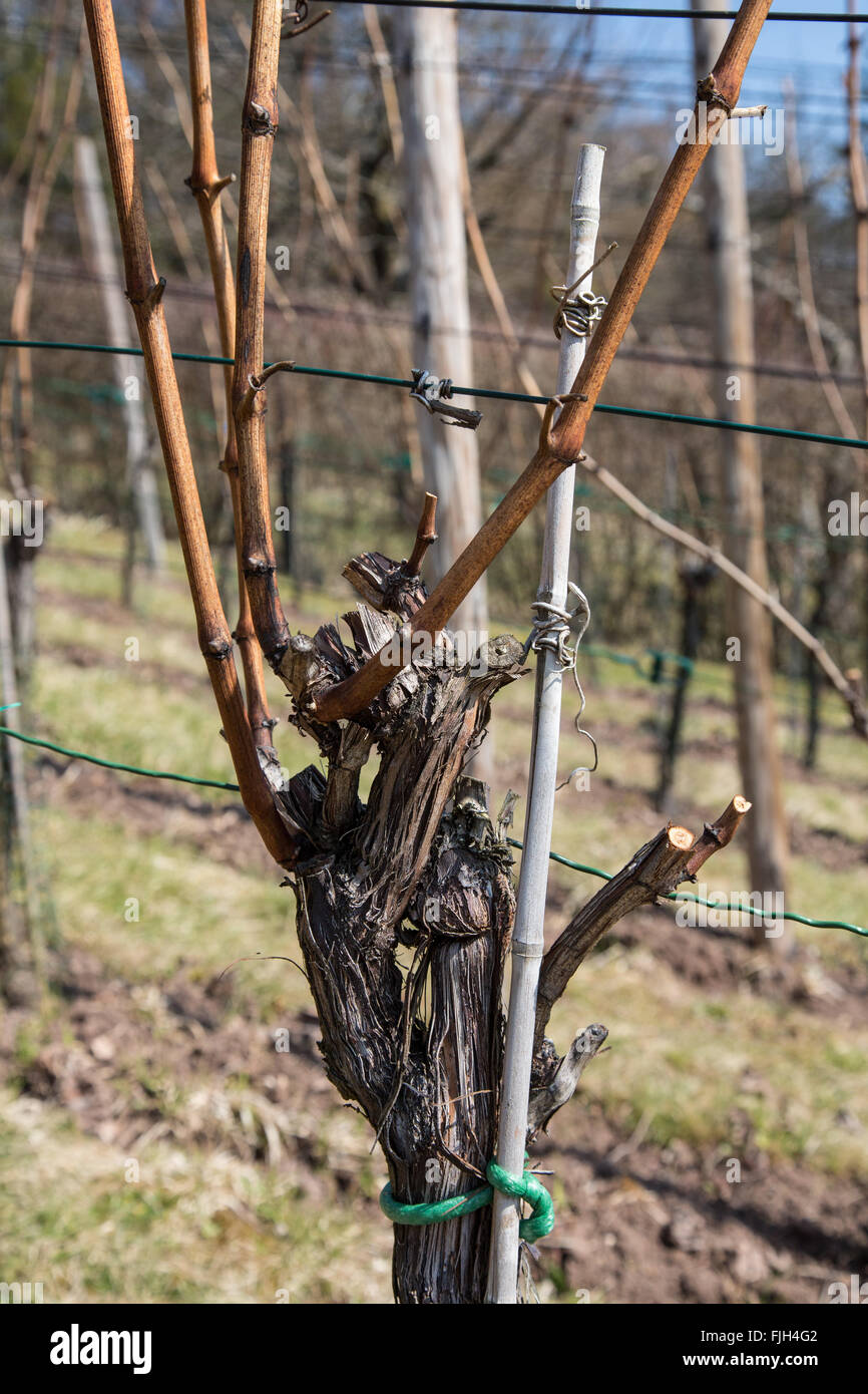 Slope bark wire wires knotty cut tendril poles green string hi-res ...