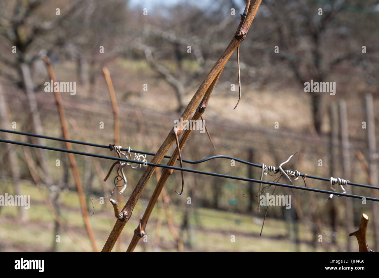 Climbing vine tendril hi-res stock photography and images - Alamy