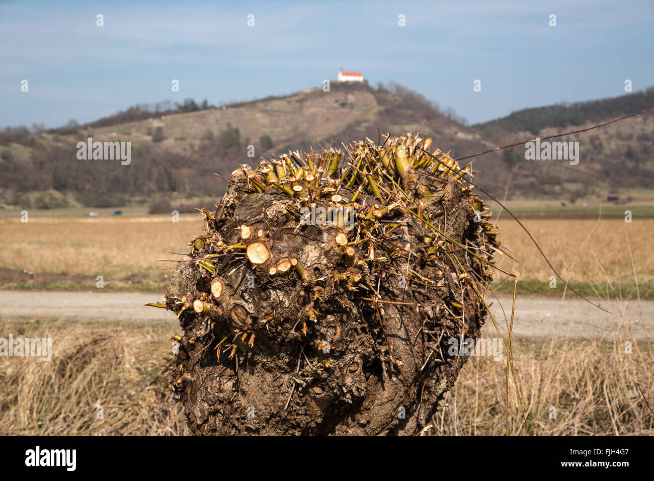 Knotted willow cut recently with field and hill landscape background ...