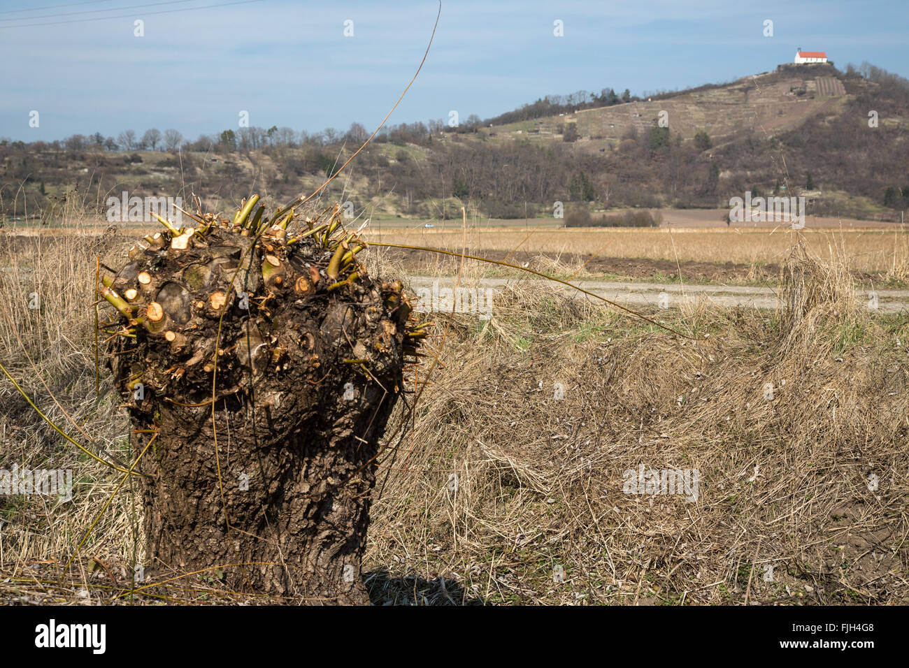 Knotted willow cut recently with hill landscape background Stock Photo ...