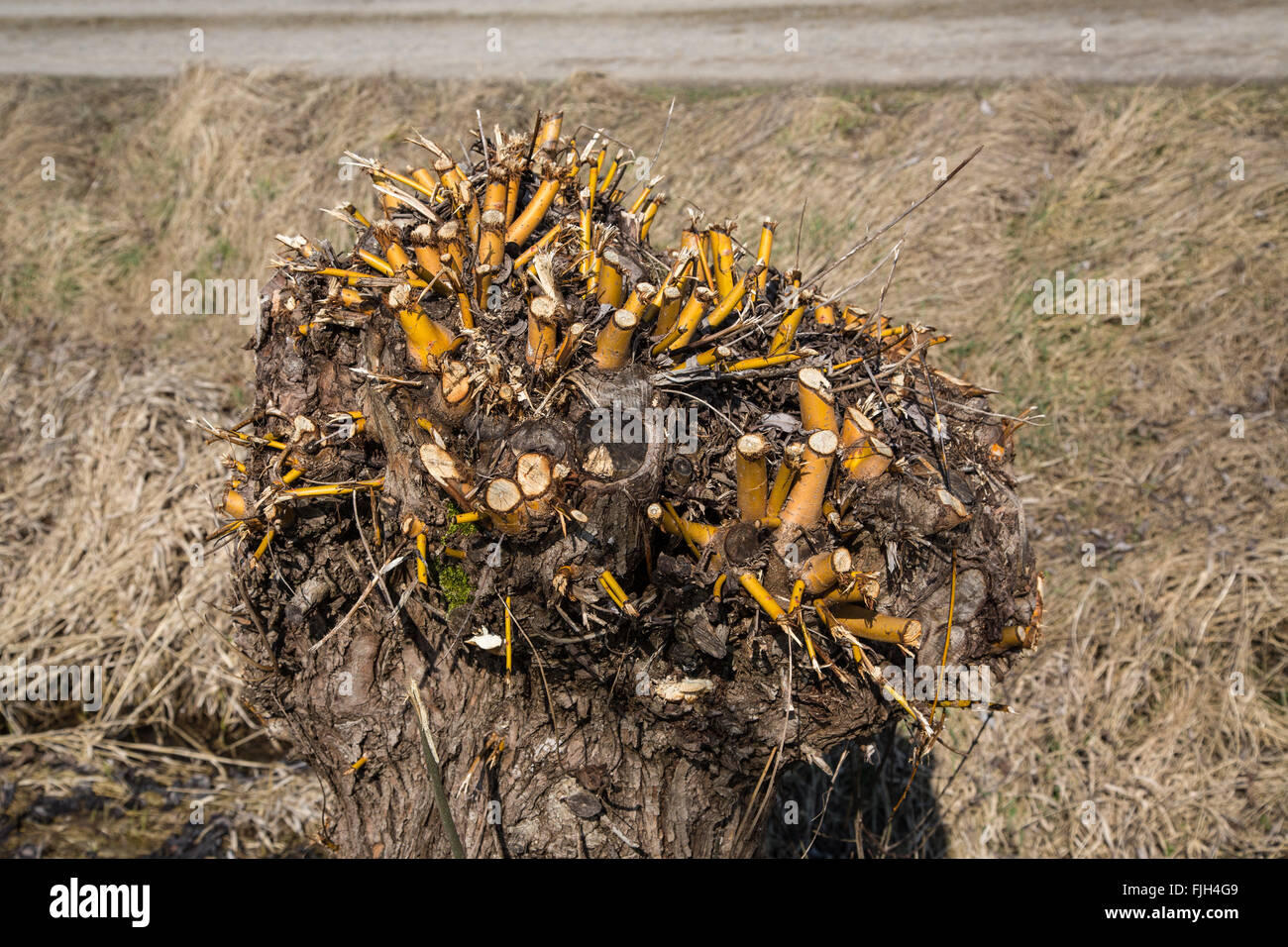 Knotted willow cut recently with grass and gravel road in thebackground ...