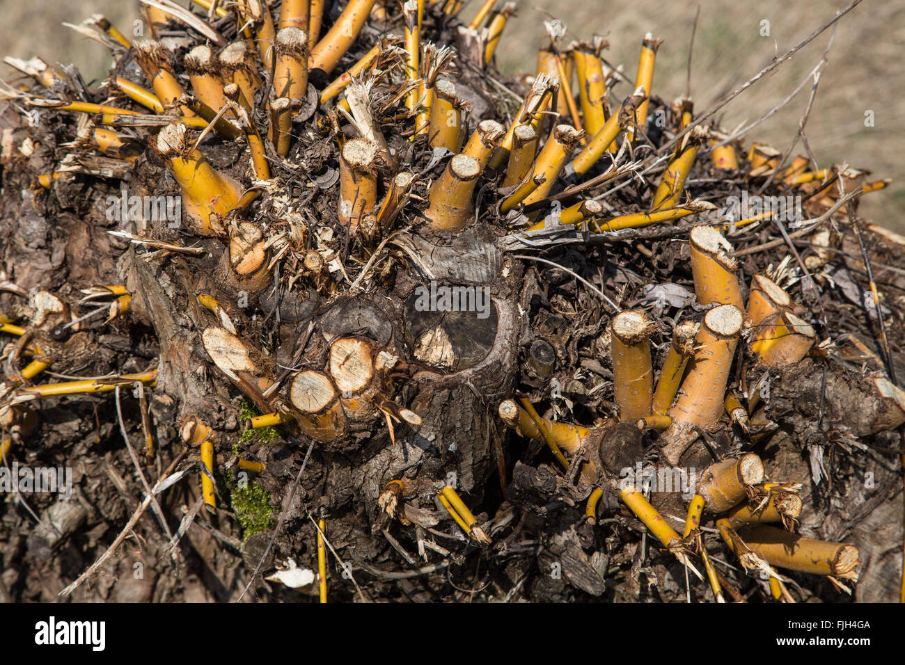 Cut shoots spring stump hi-res stock photography and images - Alamy