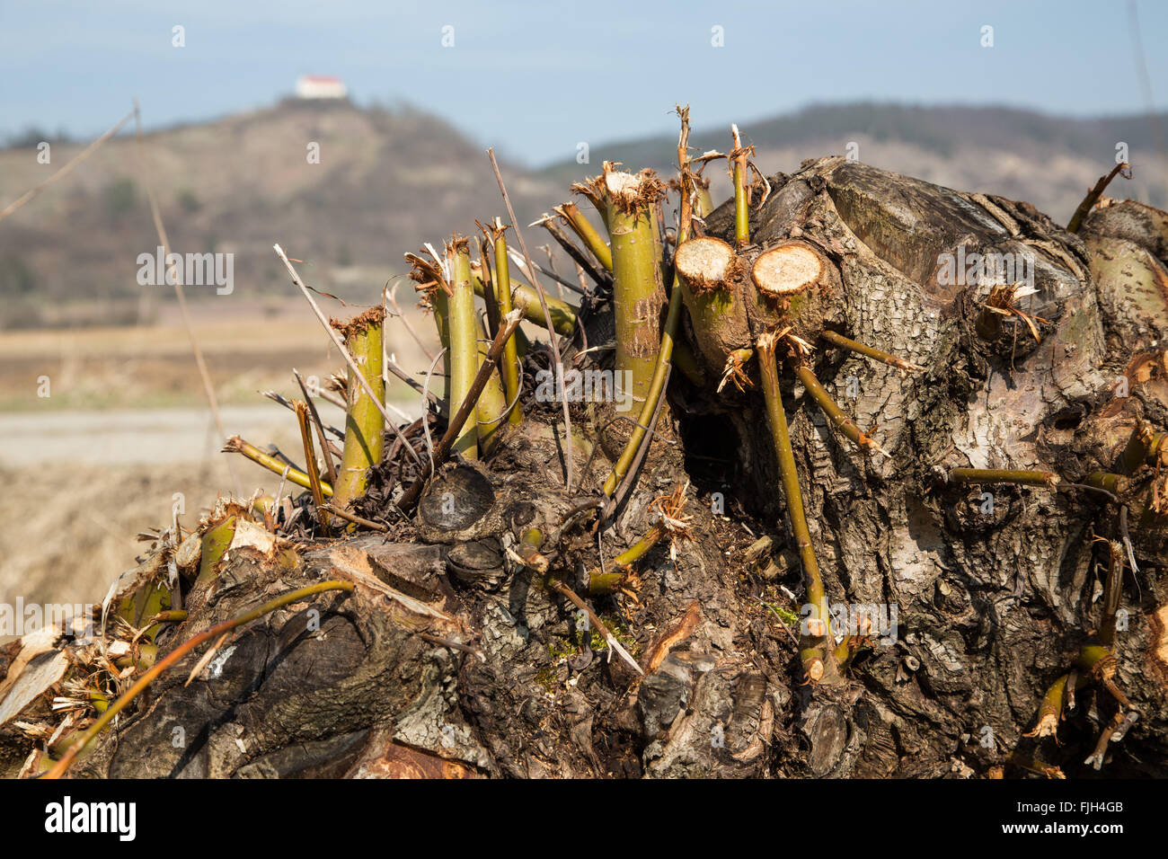 Knotted willow cut recently with hill landscape background Stock Photo ...
