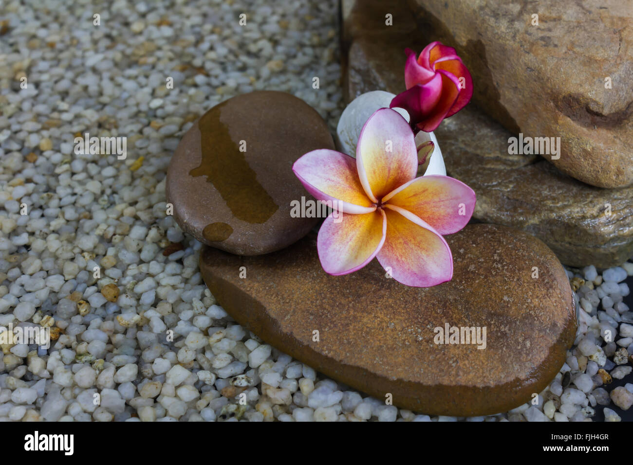 Relaxing peaceful flower plumeria frangipani hi-res stock photography ...