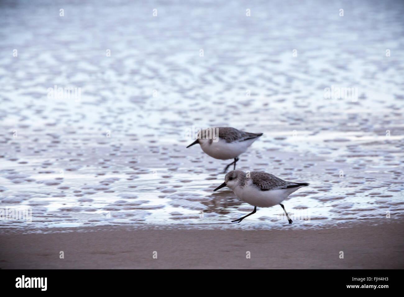 Sandlings running on the shore line Stock Photo - Alamy