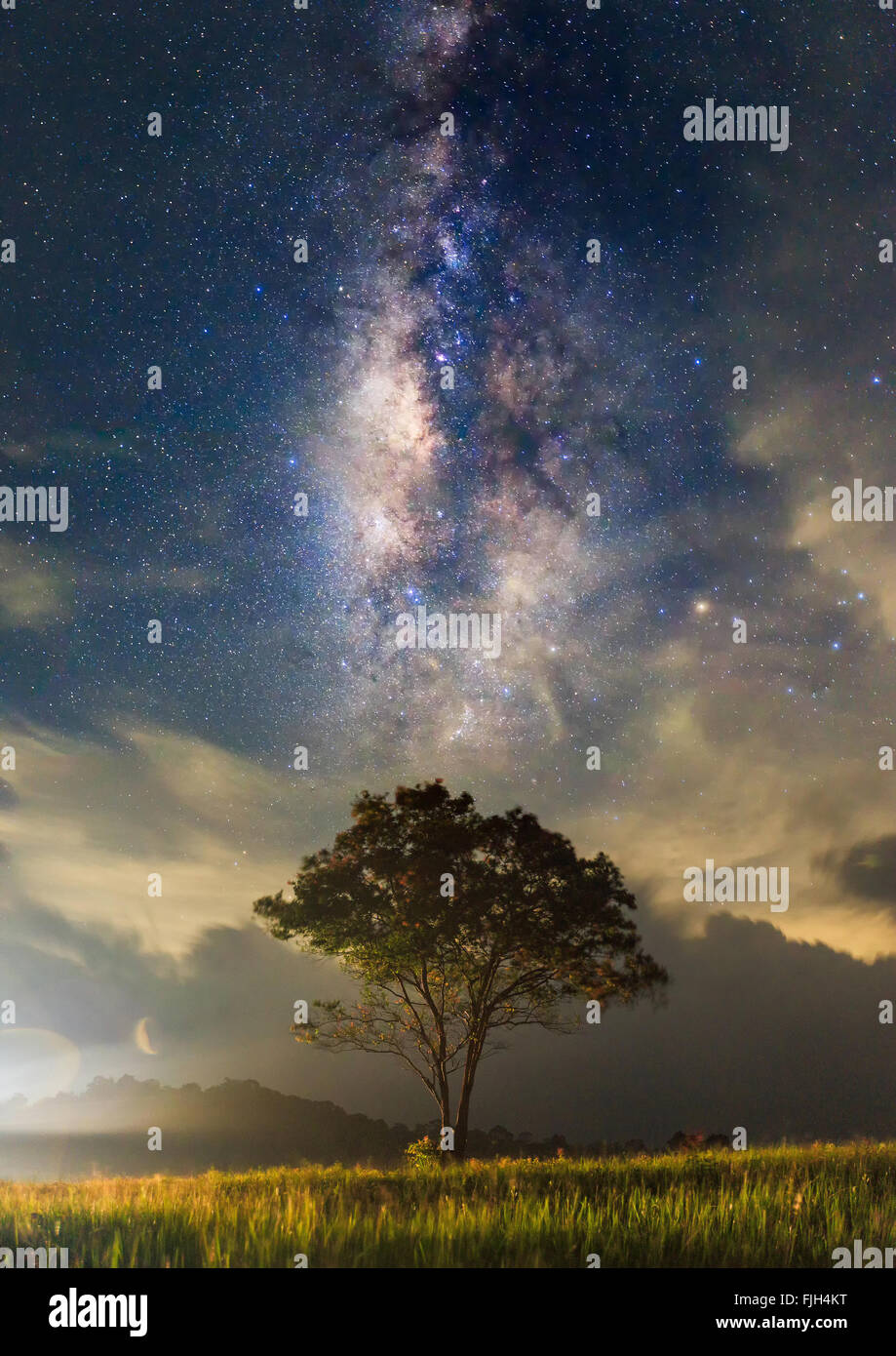 The milky way and the tree stand alone Stock Photo - Alamy