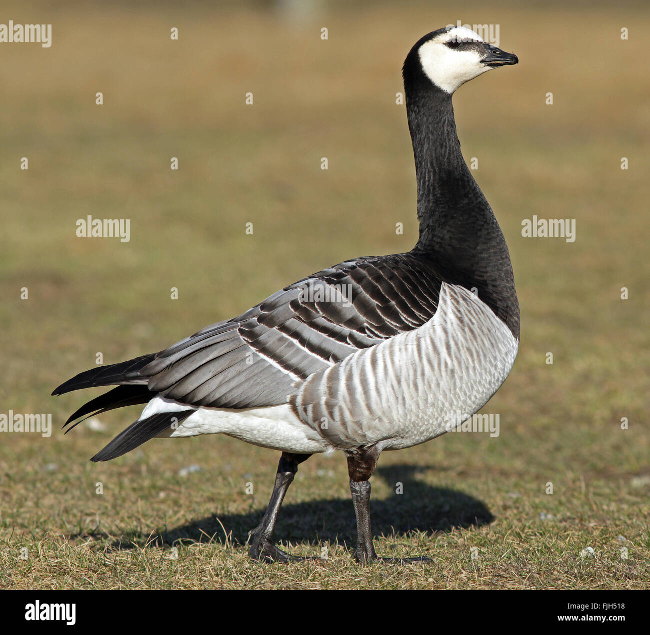 Barnacle goose (Branta leucopsis Stock Photo - Alamy