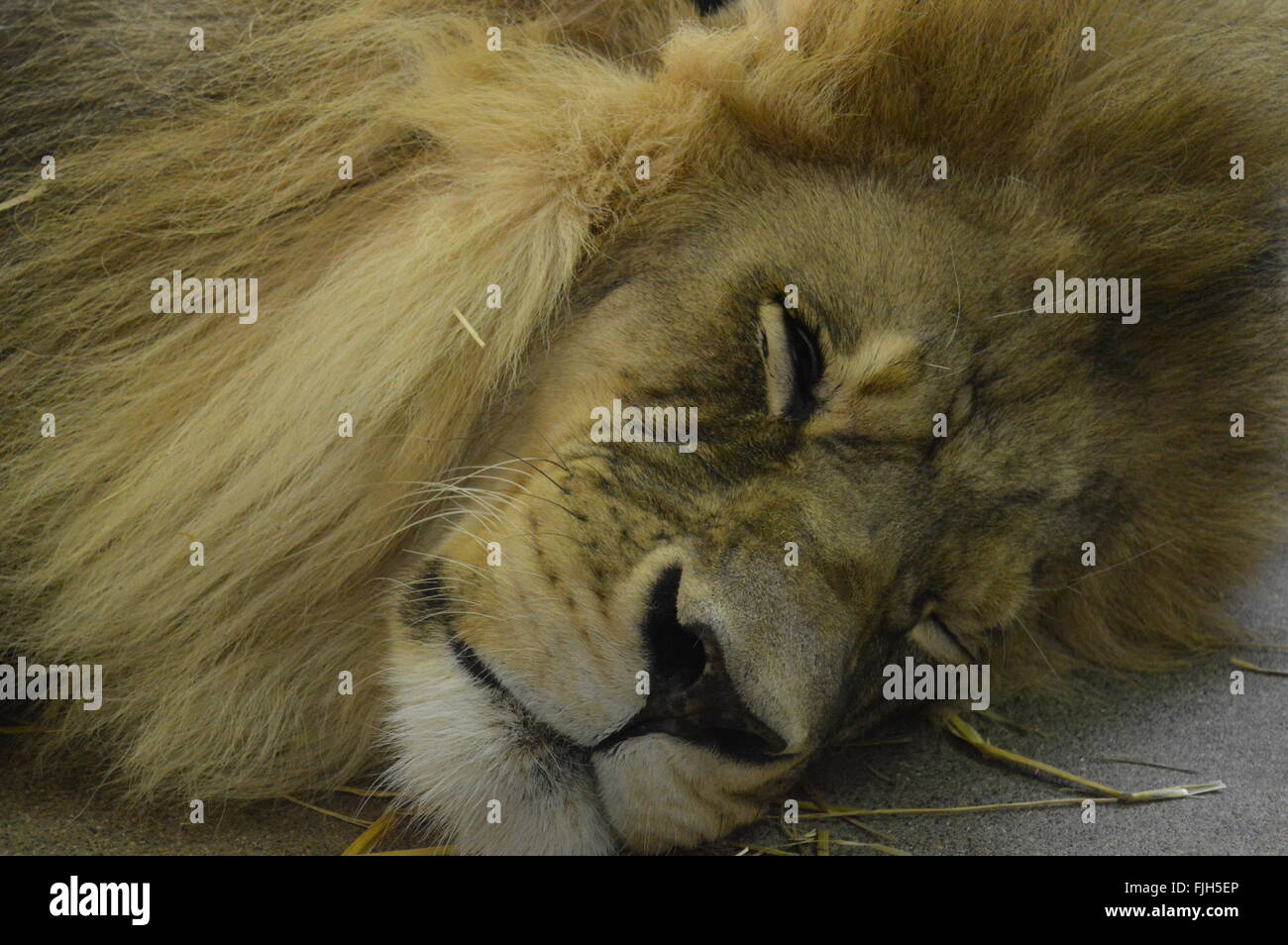 Lion male mane sleeping hi-res stock photography and images - Alamy