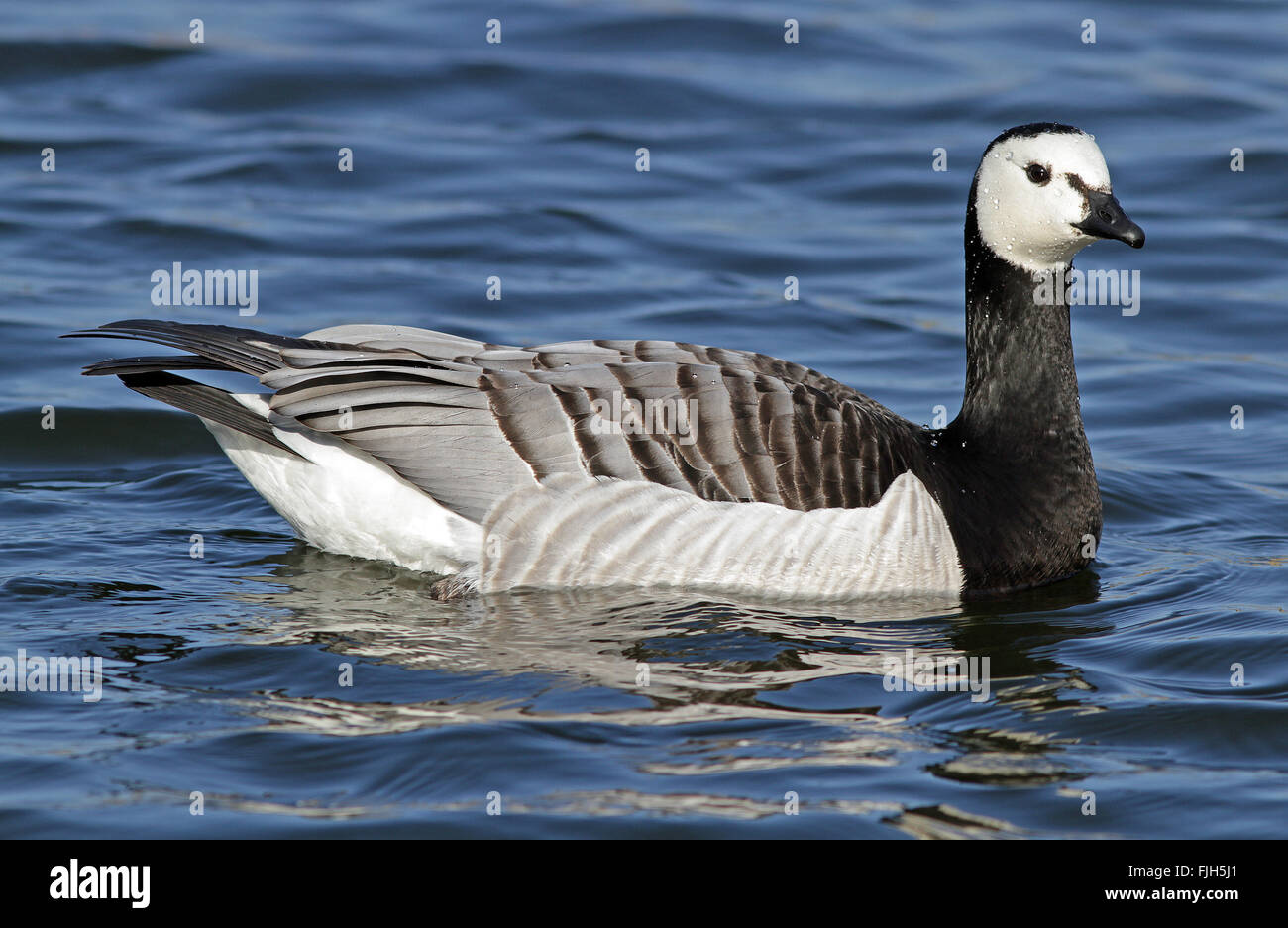 Barnacle goose / Swimming goose Stock Photo - Alamy
