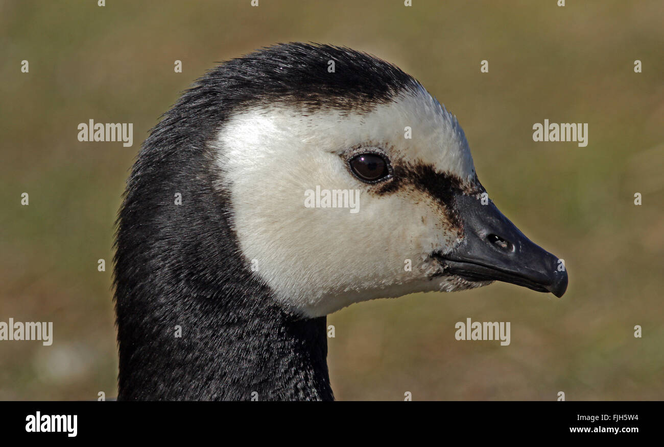 Barnacle goose leucopsis head hi-res stock photography and images - Alamy
