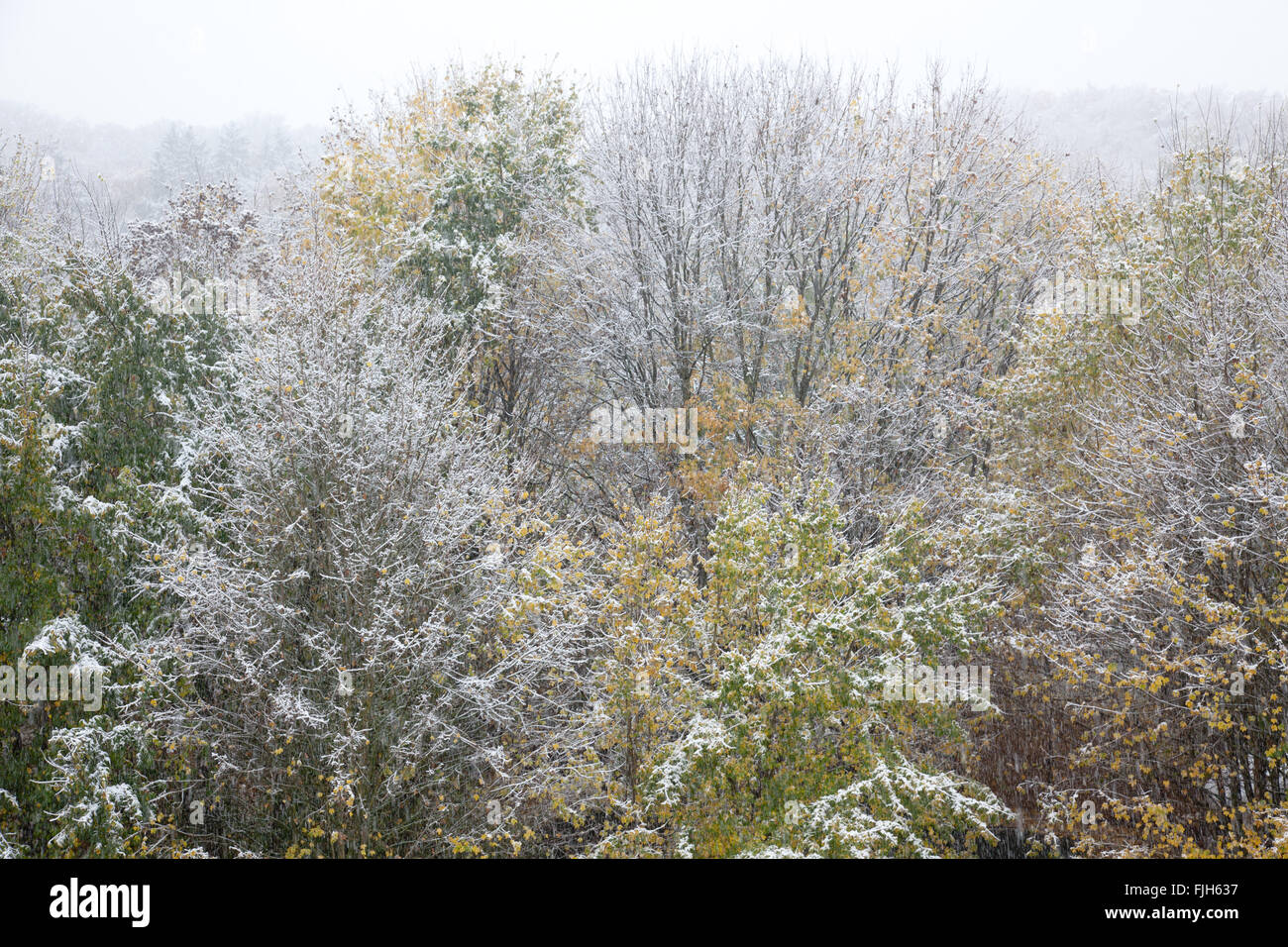 first snow in autumn at the edge of a wood, still with colorful leaves ...