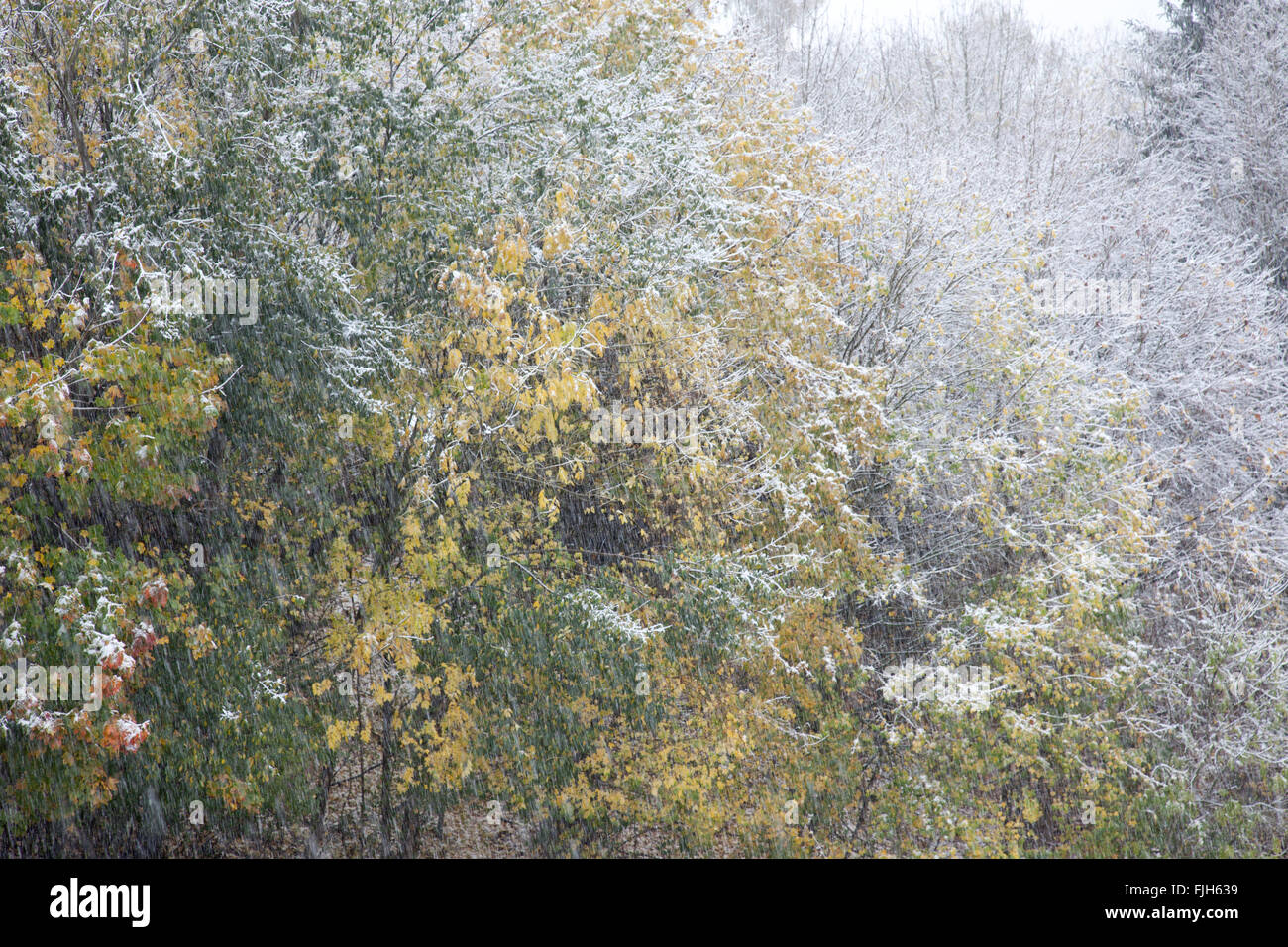 first snow in autumn at the edge of a wood, still with colorful leaves ...