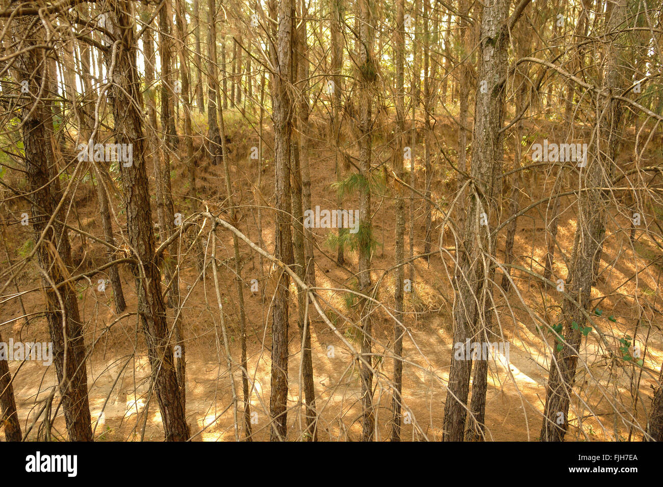 Dry trees for fire wood Stock Photo - Alamy