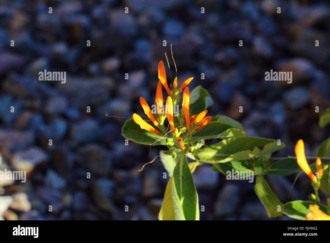 Arizona honeysuckle hi-res stock photography and images - Alamy