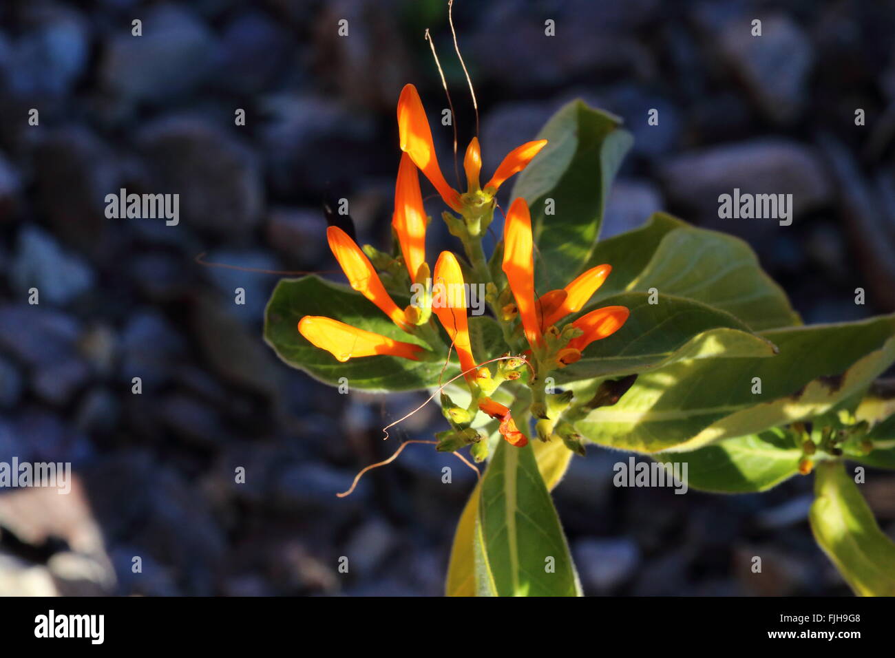 Arizona honeysuckle hi-res stock photography and images - Alamy