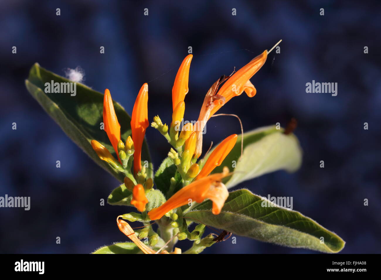 Arizona honeysuckle hi-res stock photography and images - Alamy