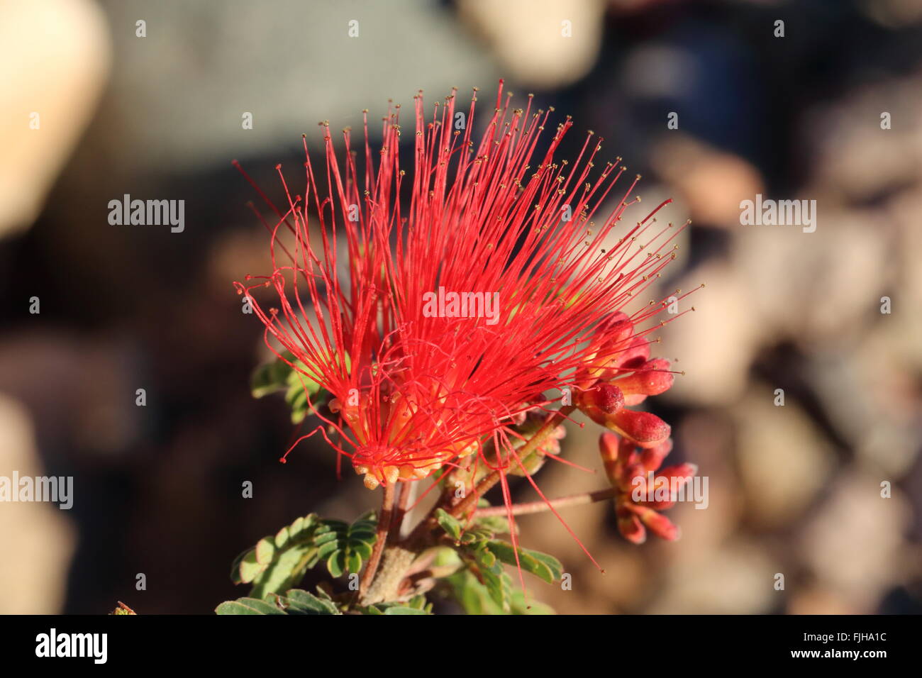 Fairy duster flower hi-res stock photography and images - Alamy
