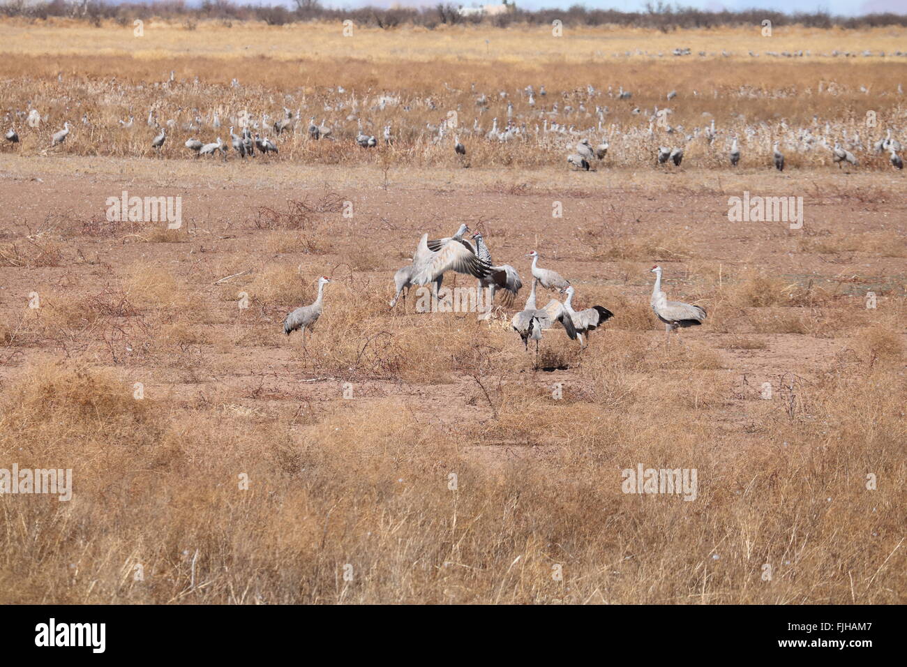 Fighting Sandhill Cranes Stock Photo - Alamy