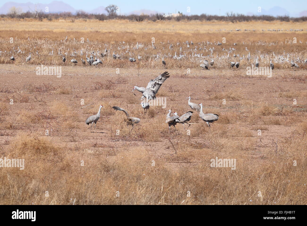 Cranes fighting hi-res stock photography and images - Alamy