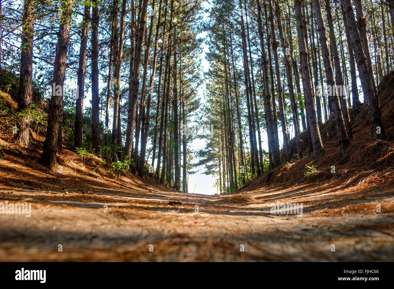 Road with trees way down Stock Photo - Alamy