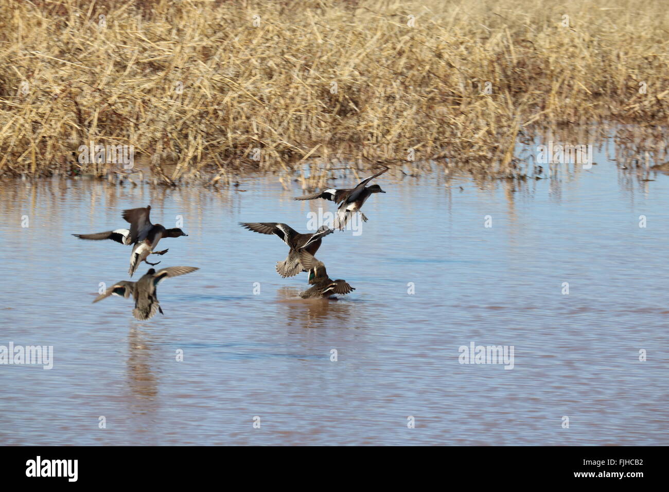 Desert ducks hi-res stock photography and images - Alamy