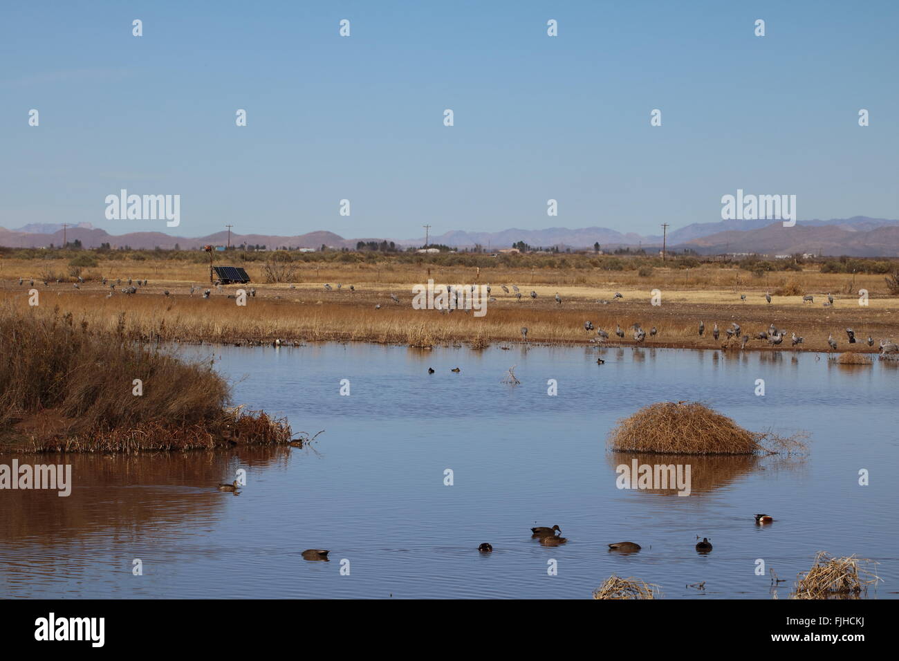 Sandhill cranes and ducks Stock Photo - Alamy