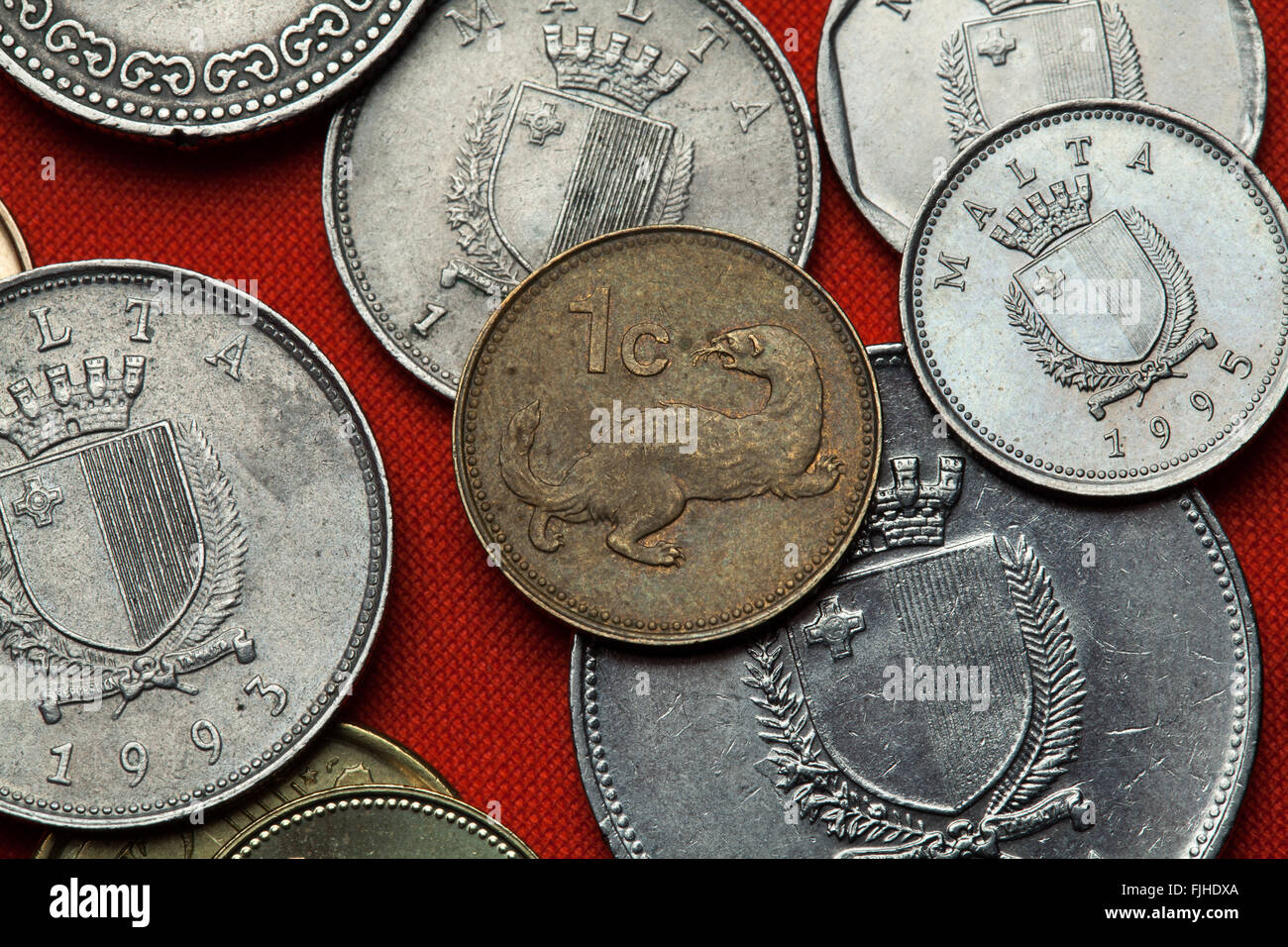 Coins of Malta. Weasel (Mustela nivalis) depicted in the Maltese one ...