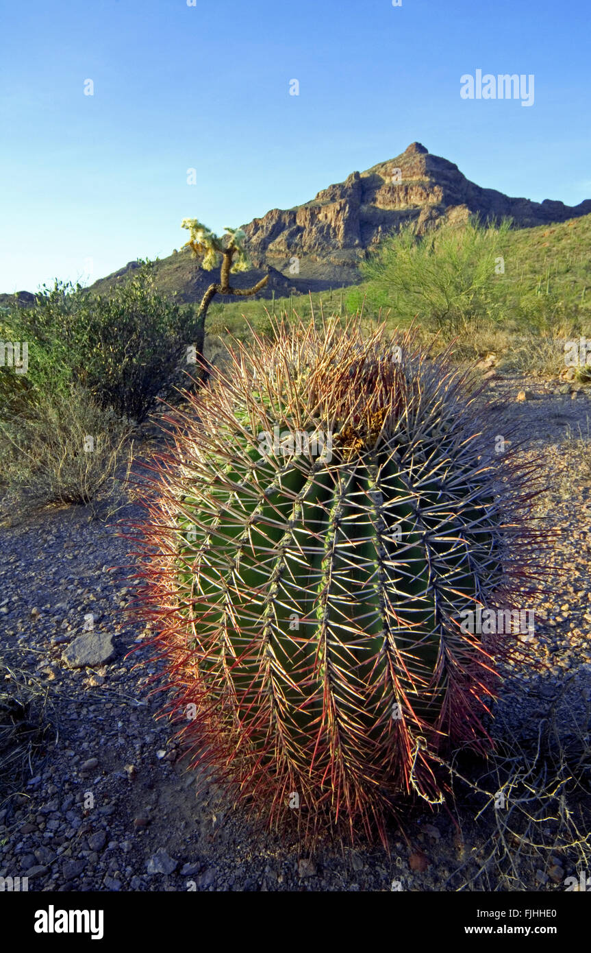 Fishhook barrel cactus / candy barrel cactus (Ferocactus wislizeni) in ...