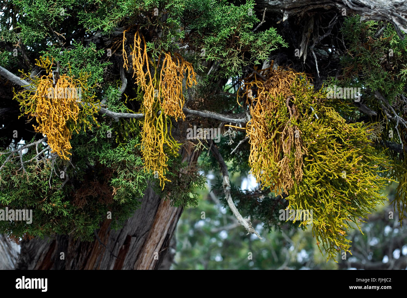 Juniper mistletoe (Phoradendron juniperinum) native to the southwestern ...
