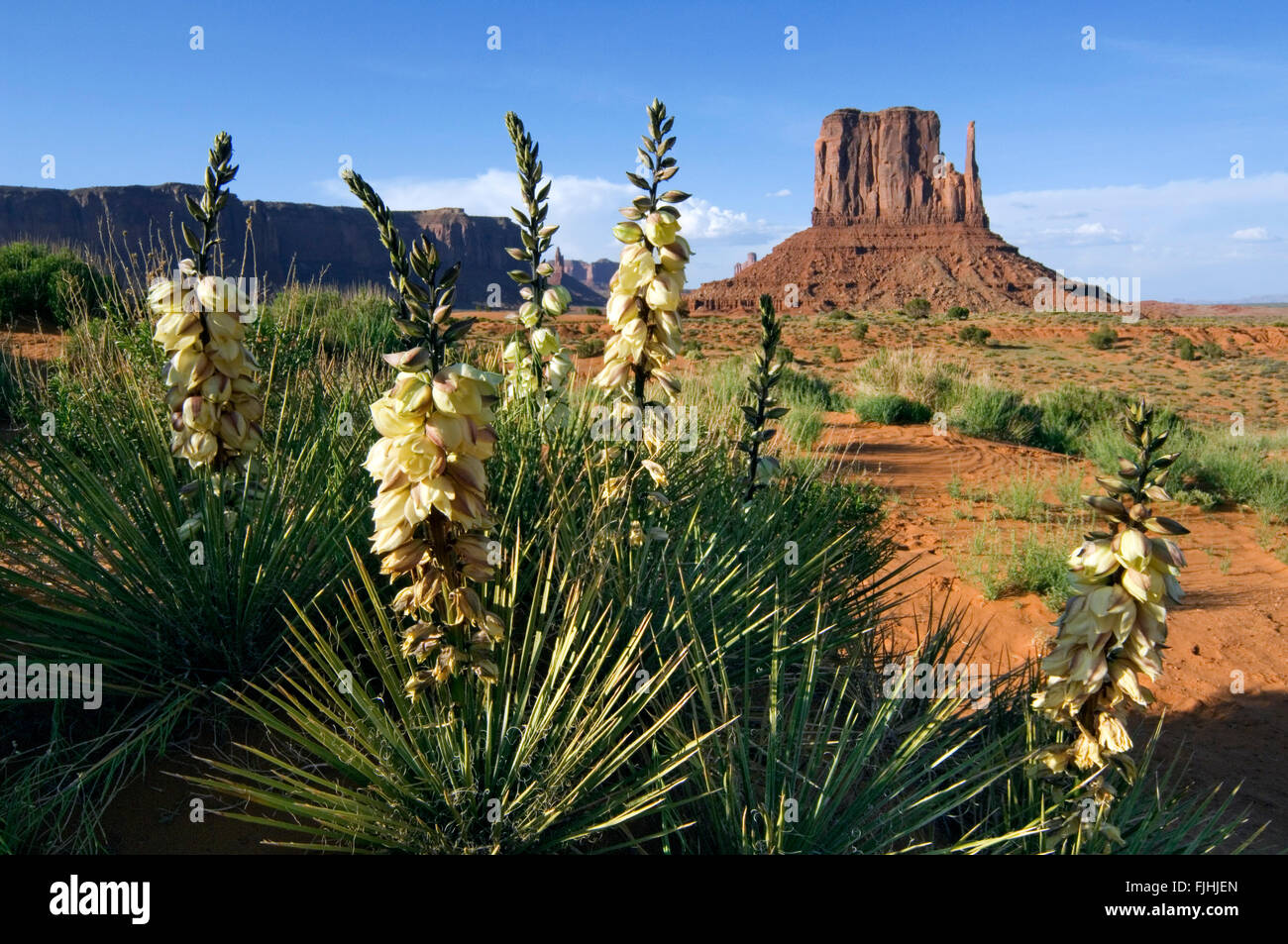 Soapweed yucca / beargrass (Yucca glauca / Yucca angustifolia) in the ...