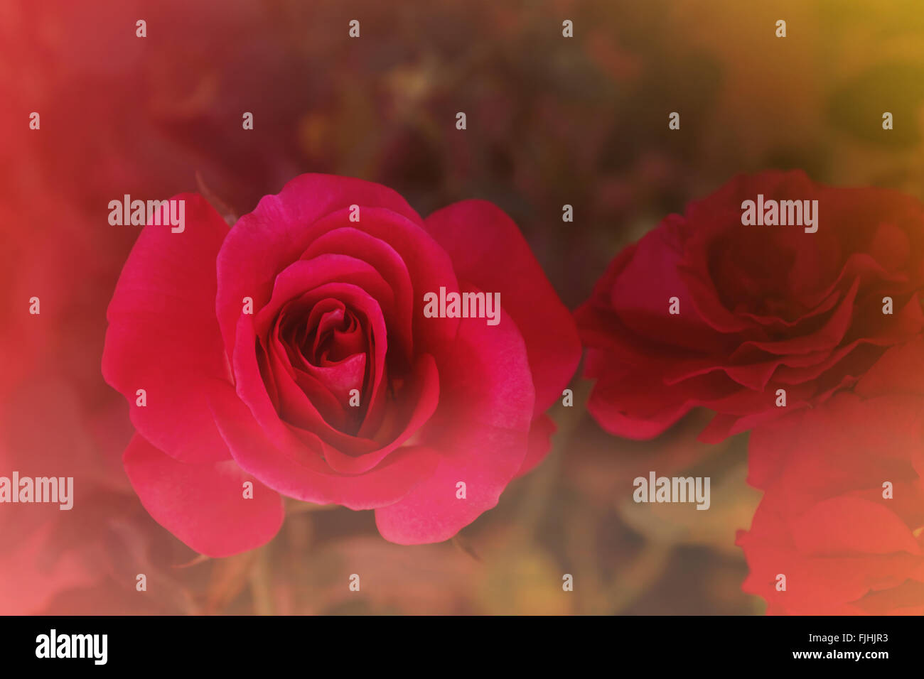 Abstract love concept background sweet red rose in romantic dreamy ...