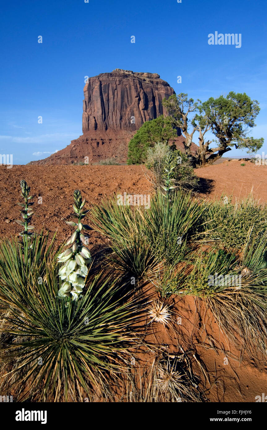Yucca Angustifolia High Resolution Stock Photography and Images - Alamy