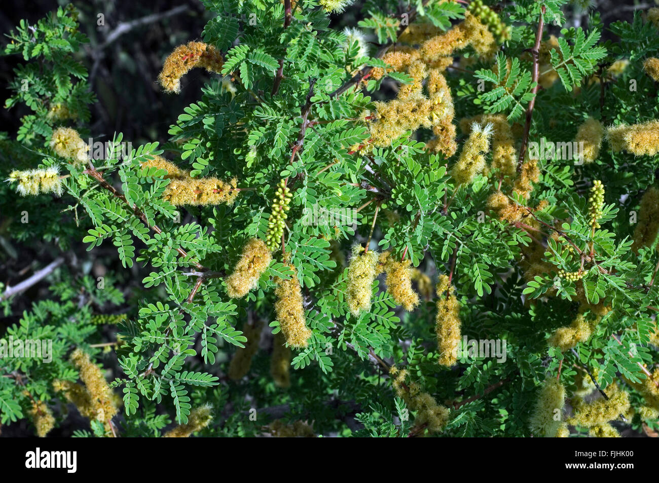 Catclaw acacia / catclaw mesquite (Acacia greggii) native to the ...