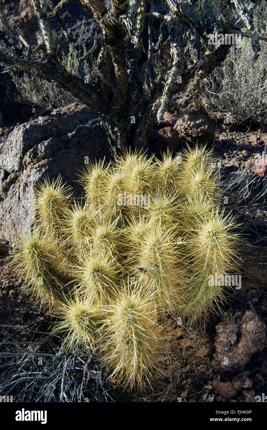 Golden hedgehog cactus hi-res stock photography and images - Alamy