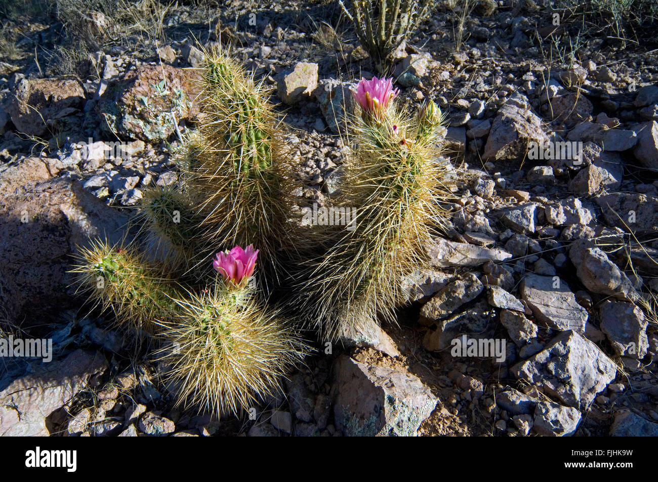 Golden hedgehog cactus hi-res stock photography and images - Alamy