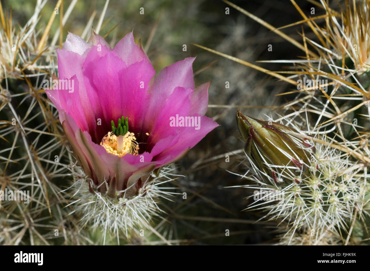Golden hedgehog cactus / Nichol's hedgehog cactus (Echinocereus ...