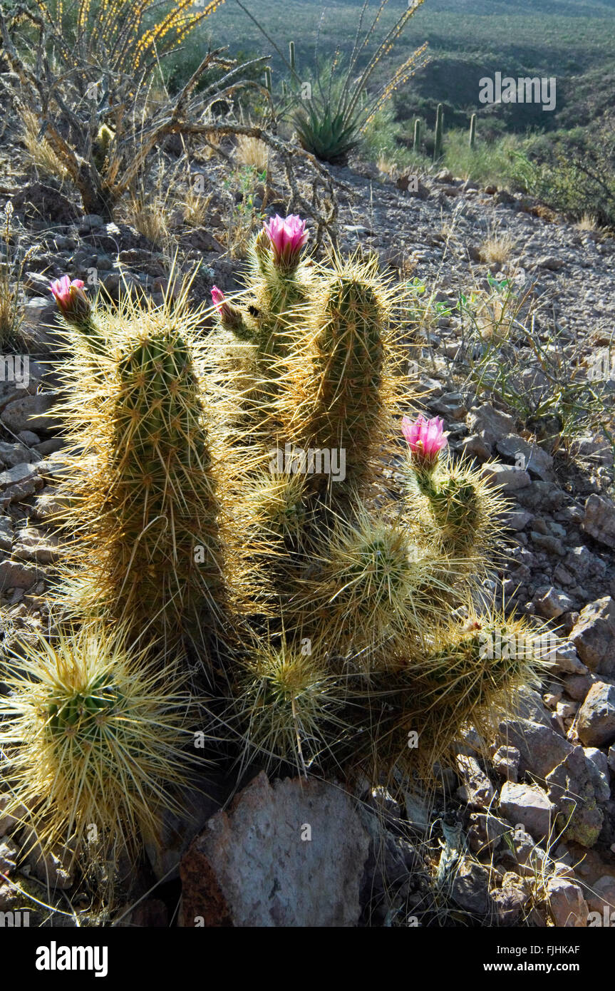 Golden hedgehog cactus hi-res stock photography and images - Alamy