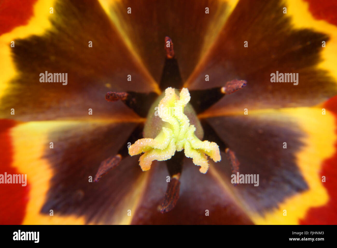 Reproductive organs of tulip plant Stock Photo - Alamy