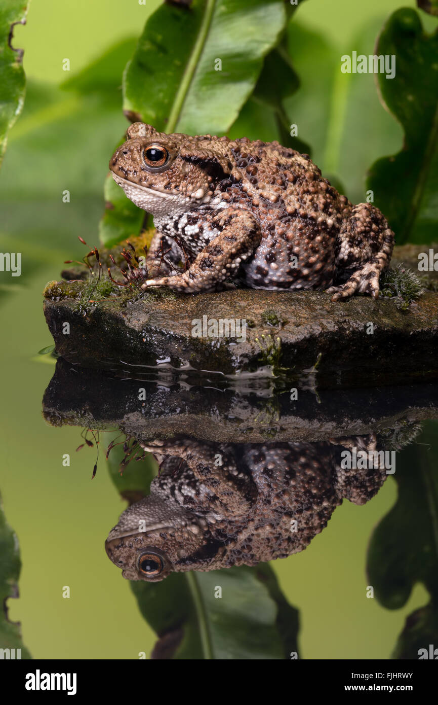 Common Toad (Bufo Bufo Stock Photo - Alamy