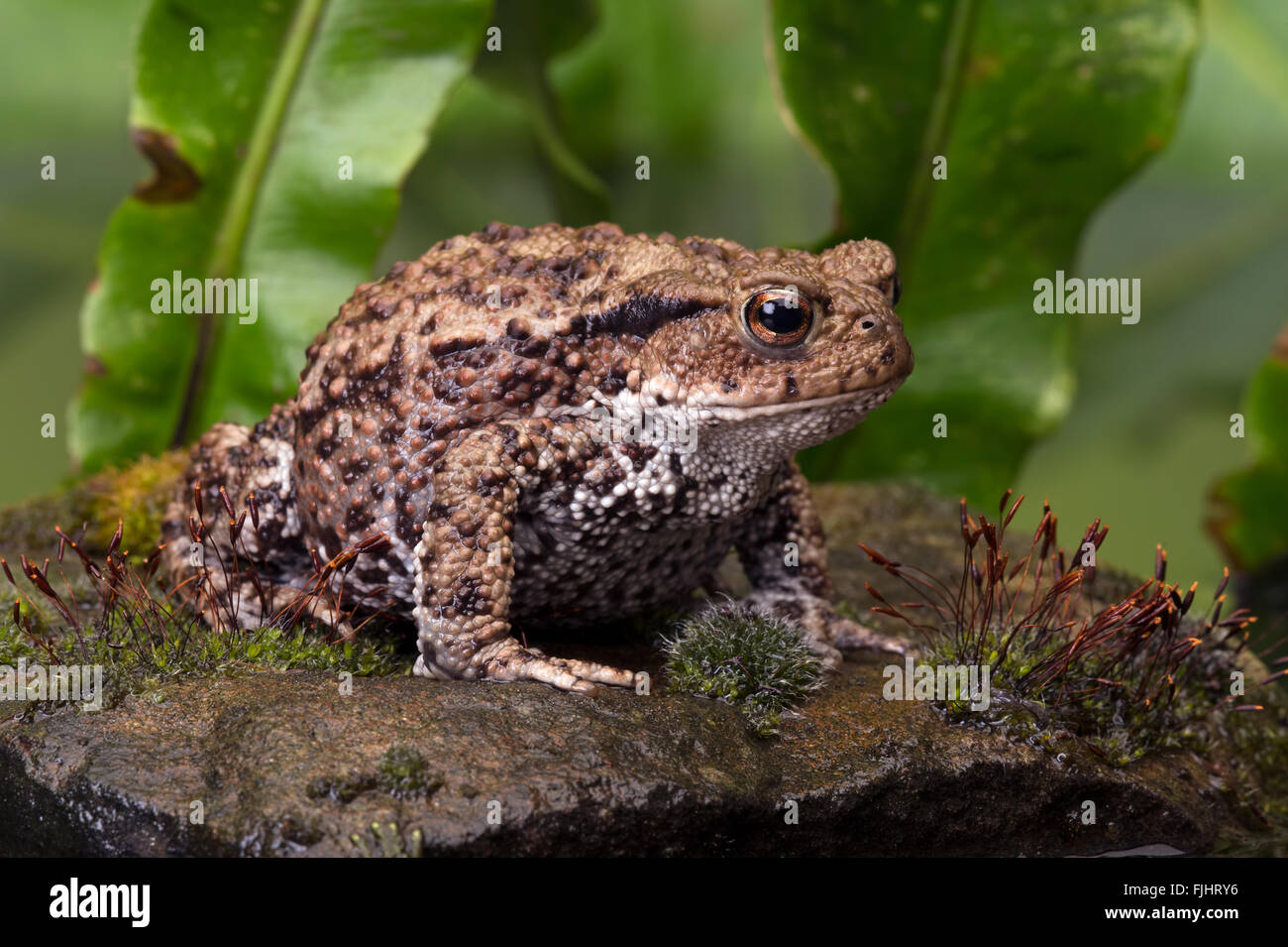 Common Toad (Bufo Bufo Stock Photo - Alamy