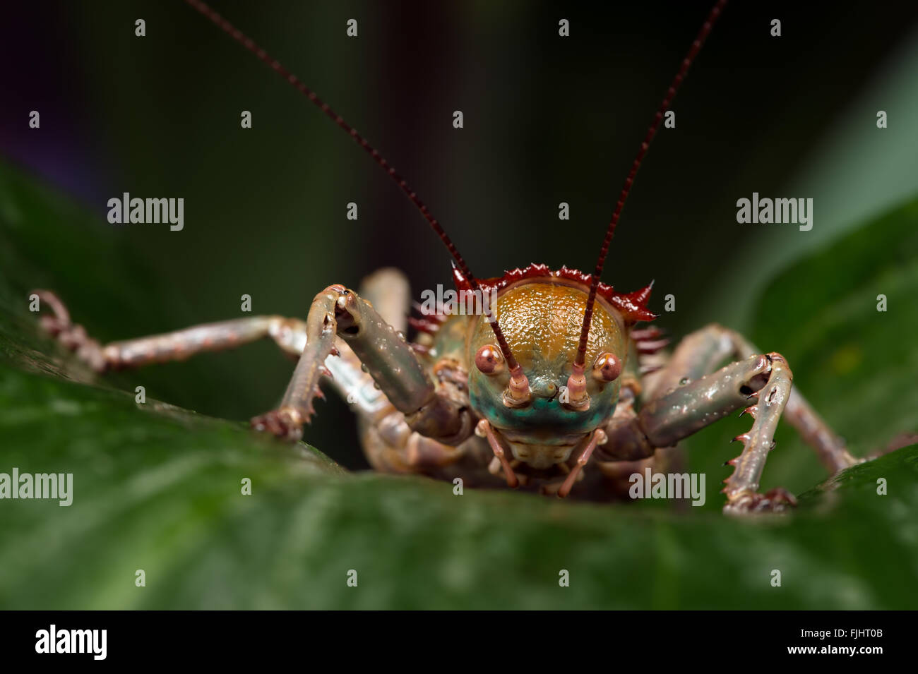 Armoured Cricket (Acanthoplus Discoidalis Stock Photo - Alamy