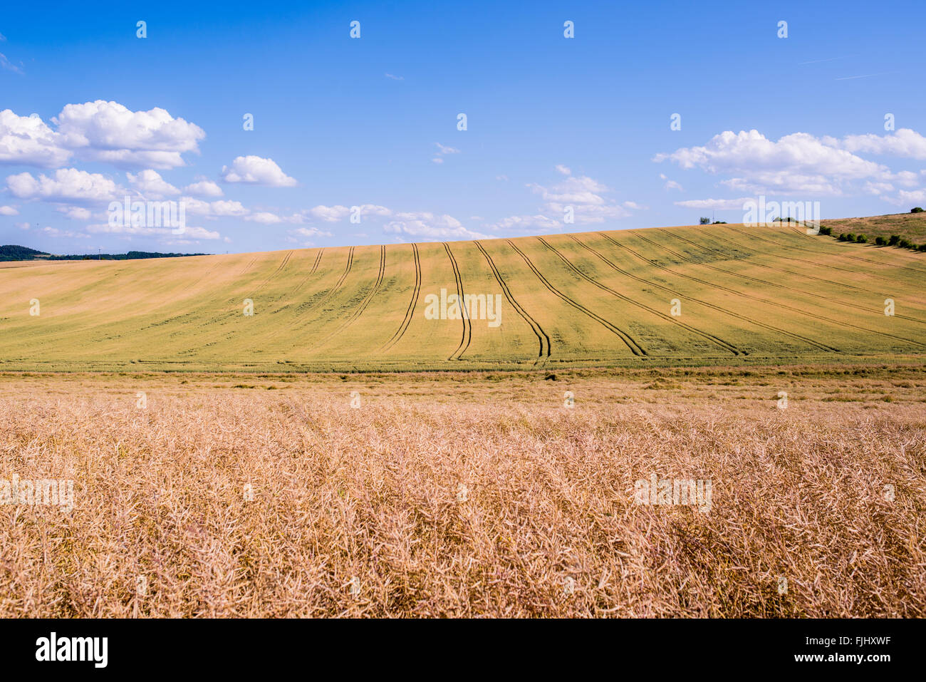 Vast grass field High Resolution Stock Photography and Images - Alamy