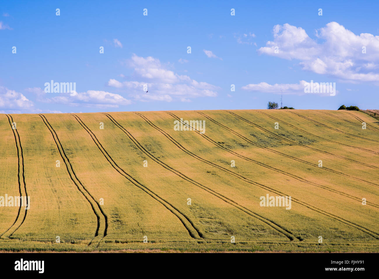 Large corn field in a sunny day Stock Photo - Alamy