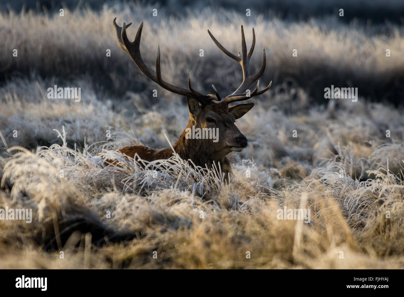 Stag in frozen grass Stock Photo - Alamy