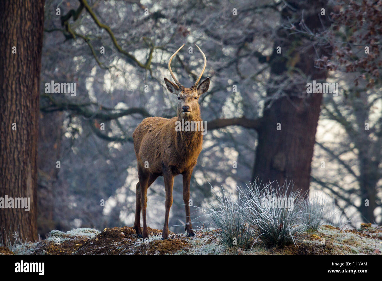 Young stag hi-res stock photography and images - Alamy